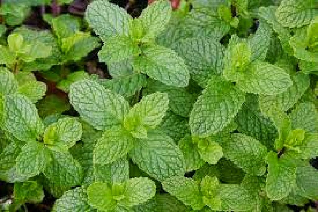 Medicina Natural Beneficios Del Hierbabuena