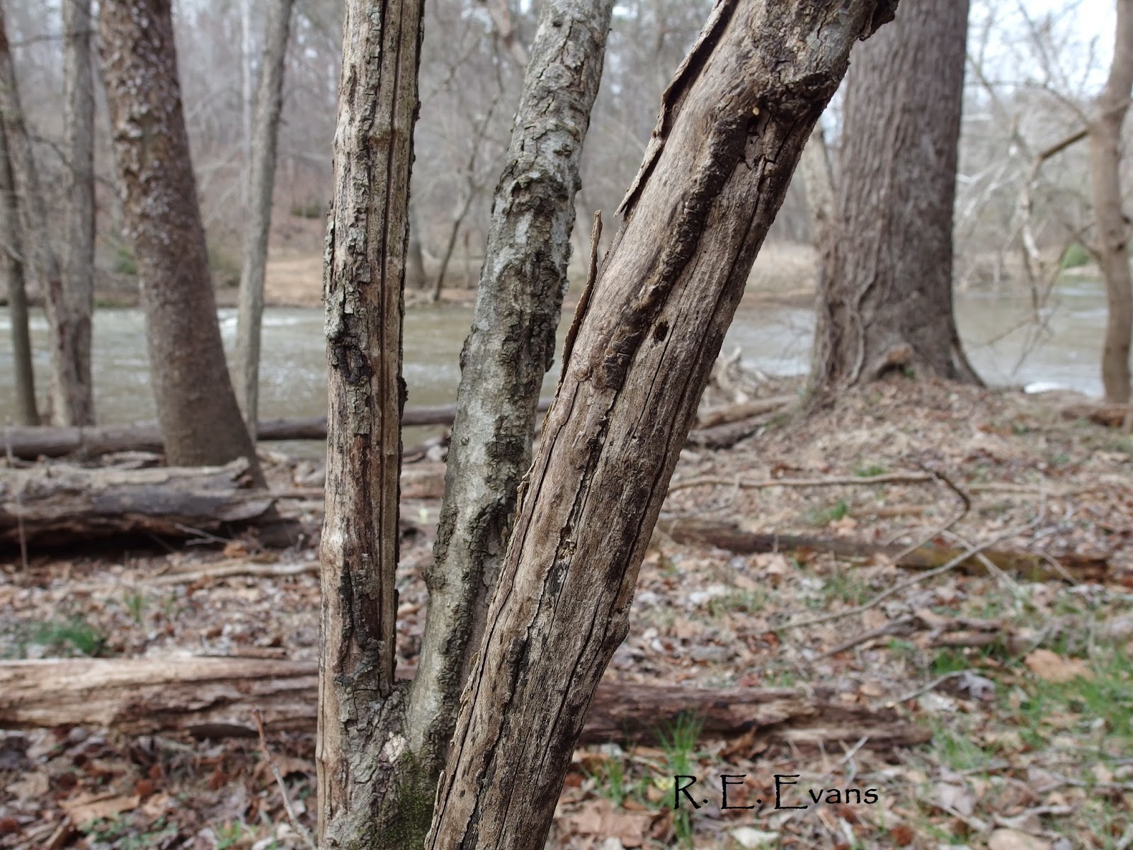 NC Plant Conservation & Beyond: American Bladdernut (Staphylea trifolia)