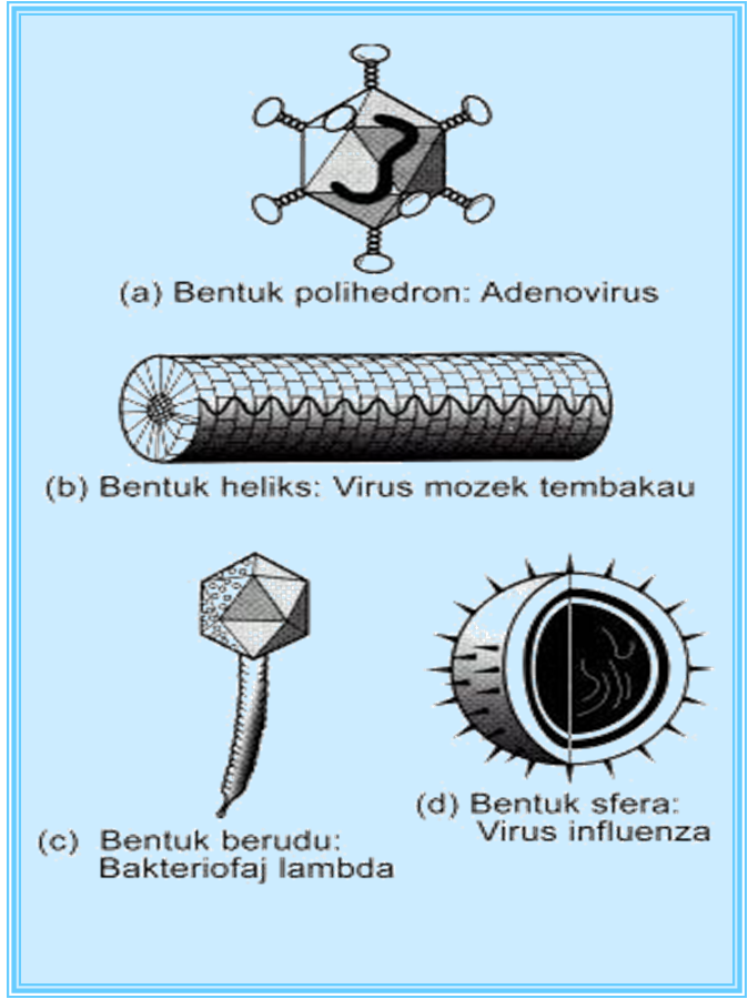 Yukk BELAJAR TENTANG VIRUS !!! | Bukan Sekedar Materi