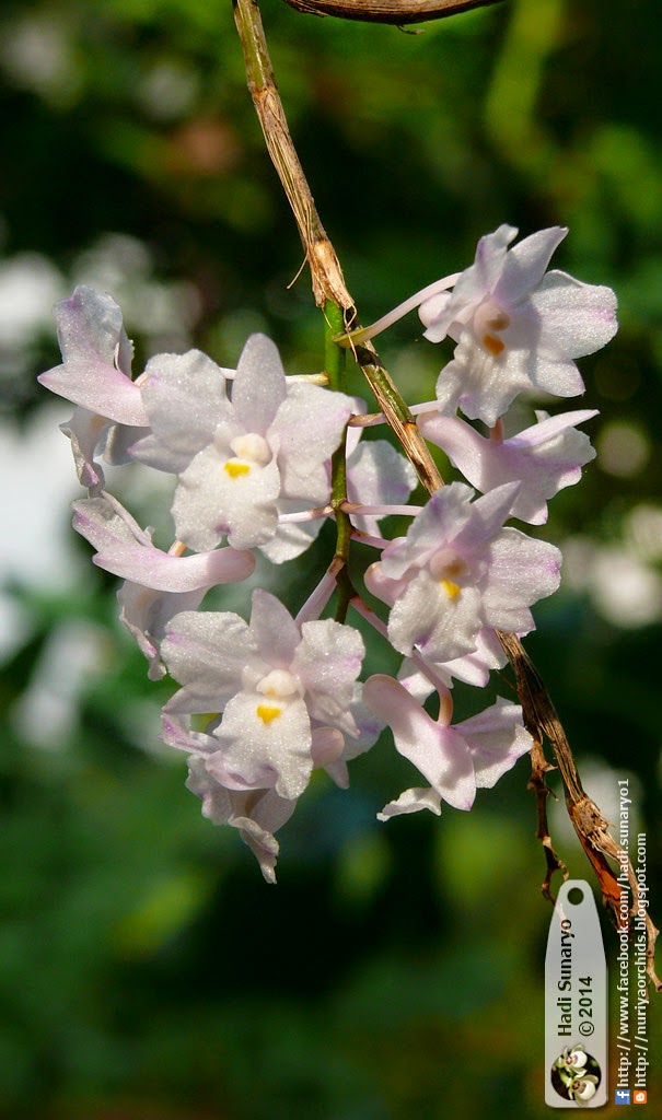 Hadi Orchids (Nuriya Orchids): Dendrobium mutabile (Blume) Lindl. 1830