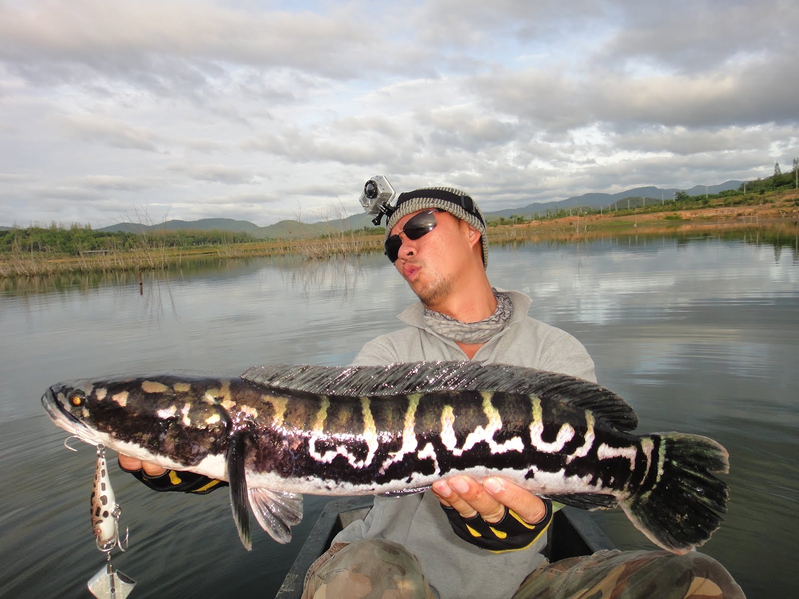 Thailand Giant Snakehead (Toman) And Wild Fishing.: Hot Pursuit MAMA ...