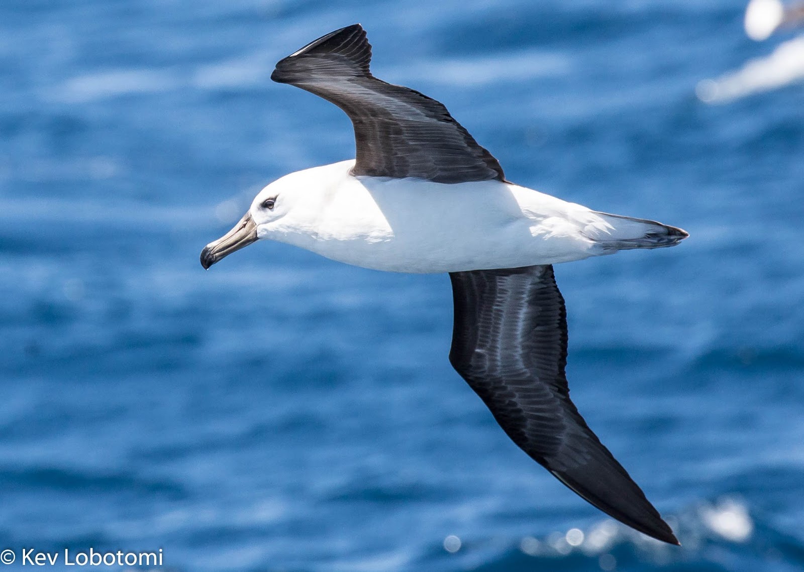 A Field Notebook: World Albatross Day