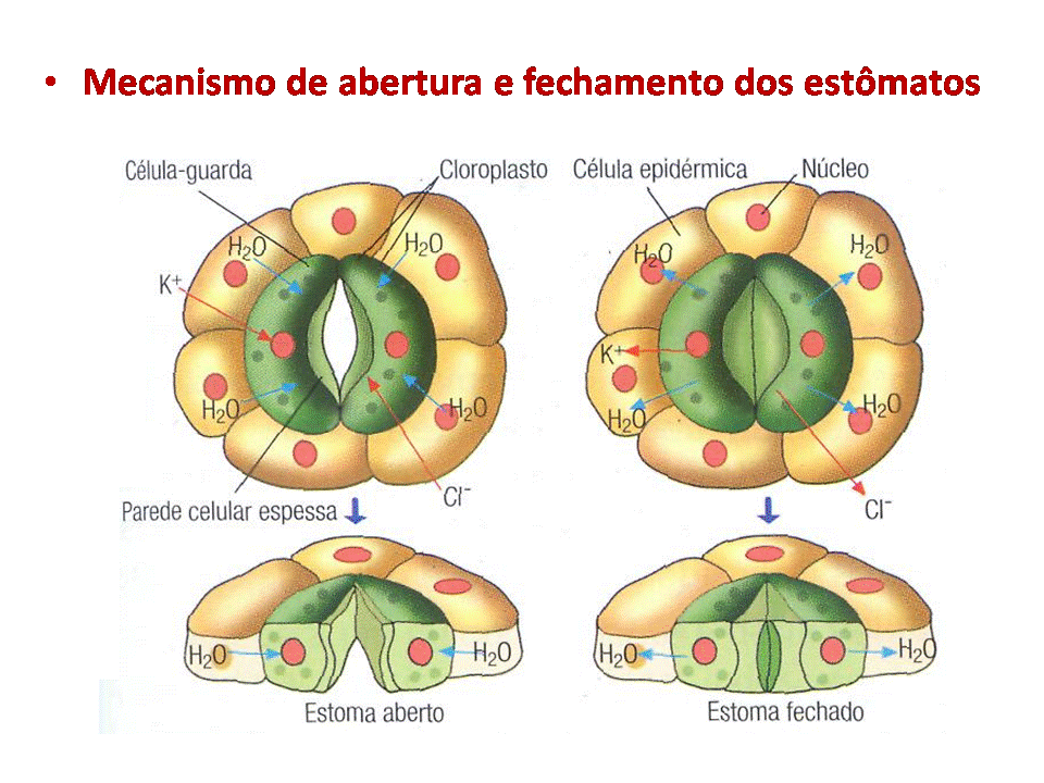 Biologia: Estômato
