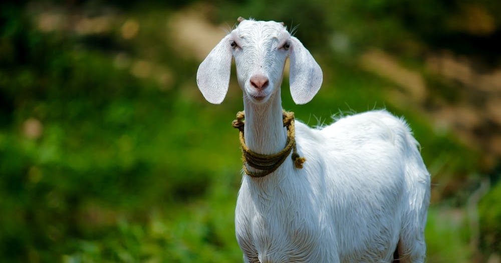 Goat facts ! बकरी से जुड़े रोचक व् दिलचस्प तथ्य - Gyani Master