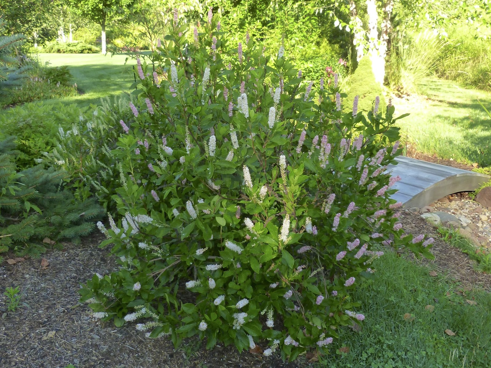 Plant Inventory at 20 Timothy : Clethra alnifolia / Summersweet