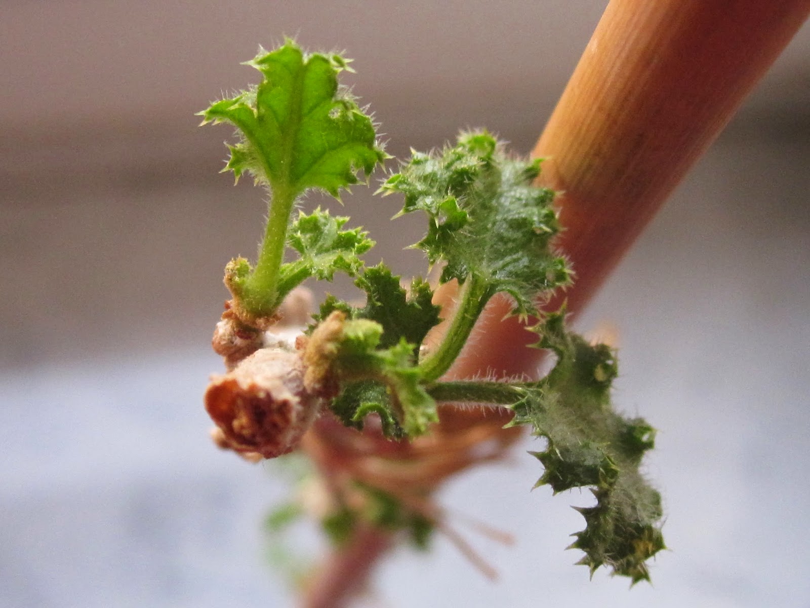 CAUDEX & PACHYCAUL: DENDROSICYOS SOCOTRANA = CUT & REROOTED