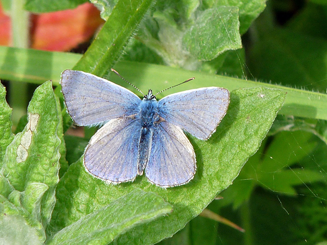 Wild and Wonderful: May 2013