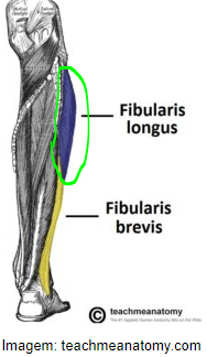 Músculo Fibular longo e curto