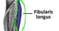 Músculo Fibular longo e curto