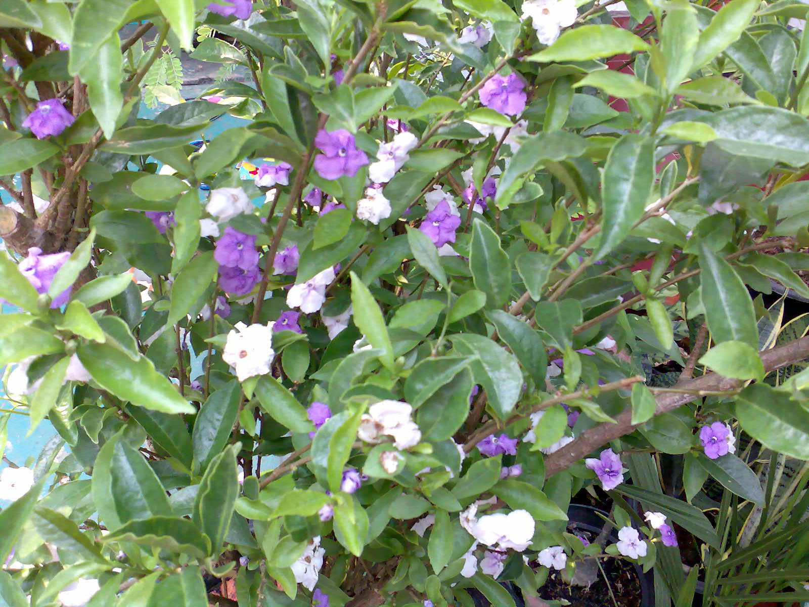 Jual pohon melati costa | Tanaman hias | JUAL TANAMAN HIAS MURAH ...