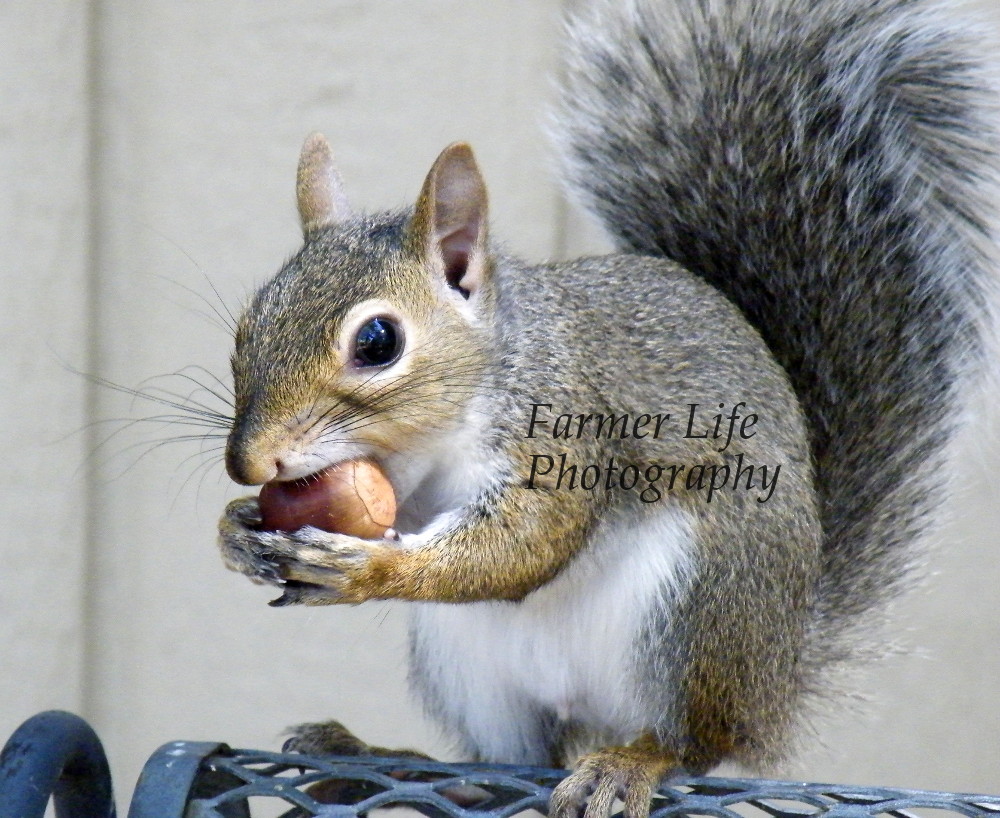 Living A Farmer's Life: Squirrel Spam 2!