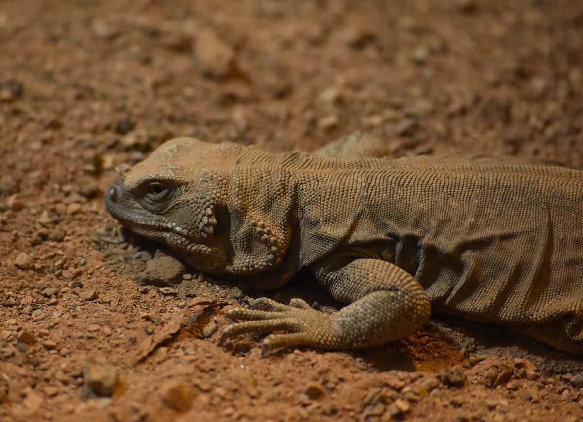 ZOOTOGRAFIANDO (6.100 ANIMALS): CHUCKWALLA DE ISLA ANGEL / SPINY ...