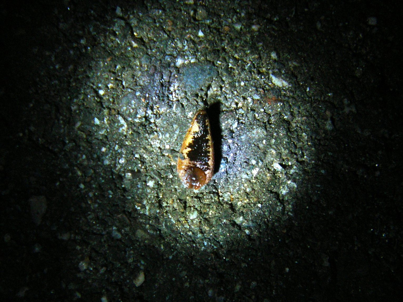Fauna Photography Formosa: Ryukyu Land Leech (Taipei)