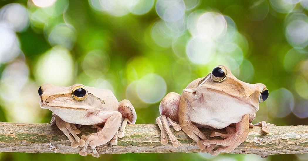 The Tale of Freaky Frog - Bedtime Stories for Kids