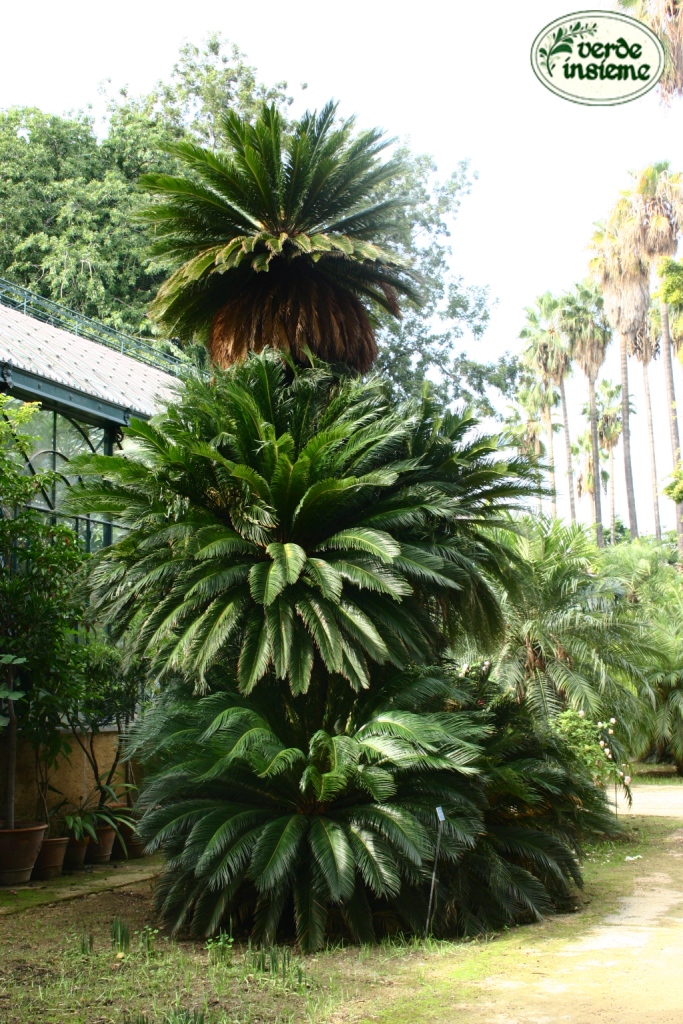 Cycas revoluta o palma del sagù