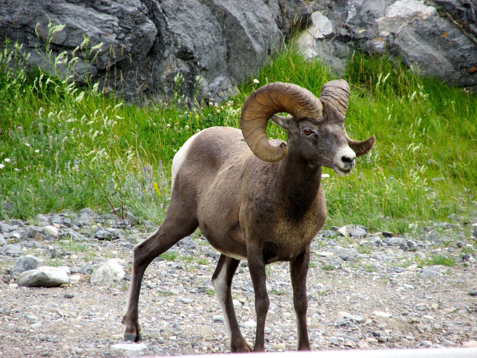 Travel With Whippets: Jasper National Park - part one (animals, hikes ...