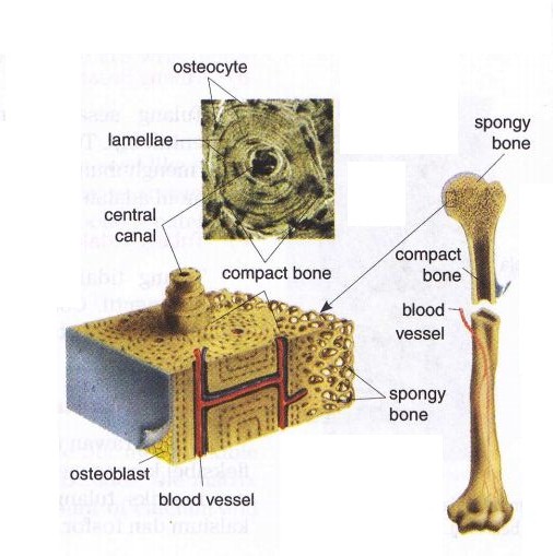 Compact Bone And Spongy Bone - New Science Biology