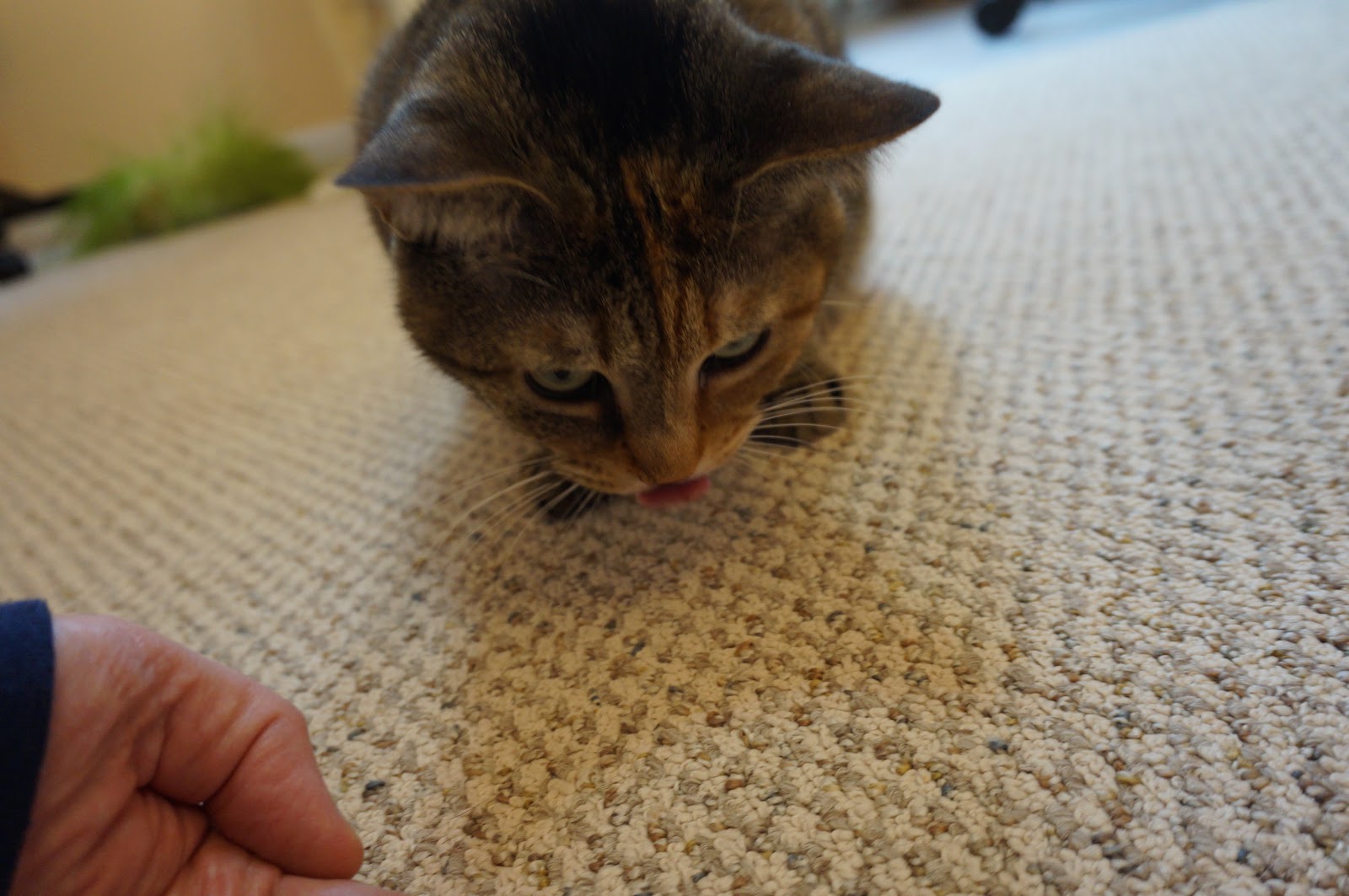 Exploring Trader Joe's: Trader Joe's Grain Free Cat Treats With Turkey