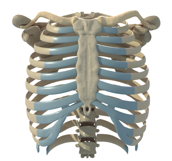 Art & Illustrations by Anne Therese J. Namocatcat: 3D Human Thorax