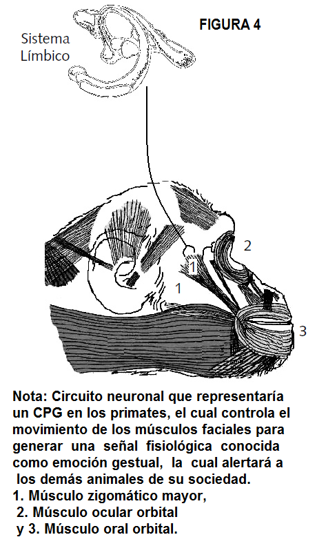Viaje al centro de las emociones: El Sistema Límbico y las Emociones ...