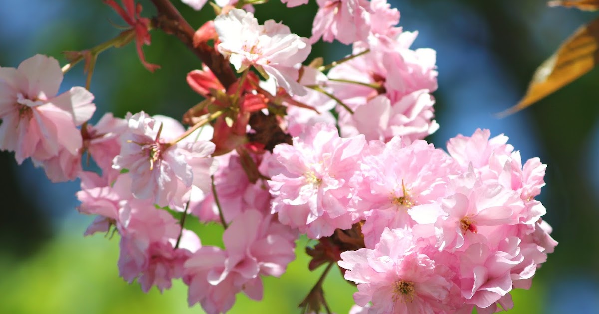 Bank Holiday Moments | Violet Daffodils