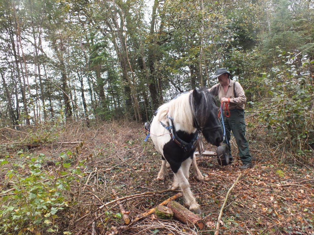 Rural Rides Again: Working Class Ponies