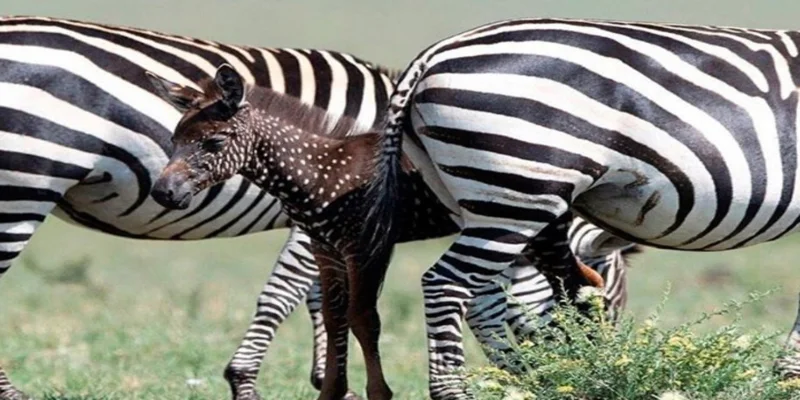 [FOTOS] La cebra bebé que revoluciona la red nació con puntos y no con ...