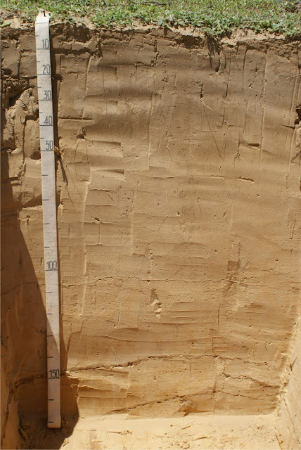 Onde as Plantas Crescem - Neossolos