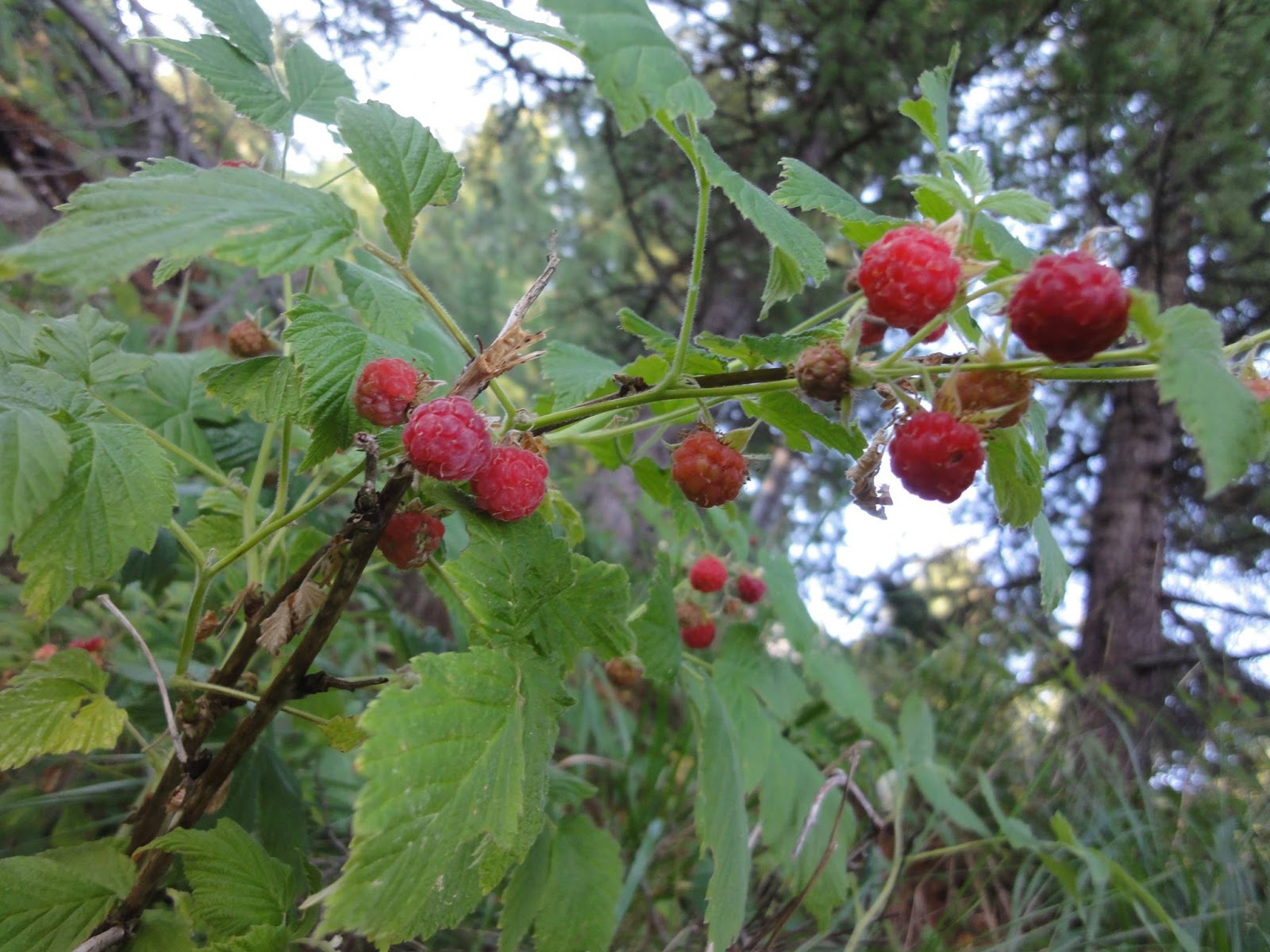 European raspberry - Rubus idaeus - a fruit with high nutritional ...