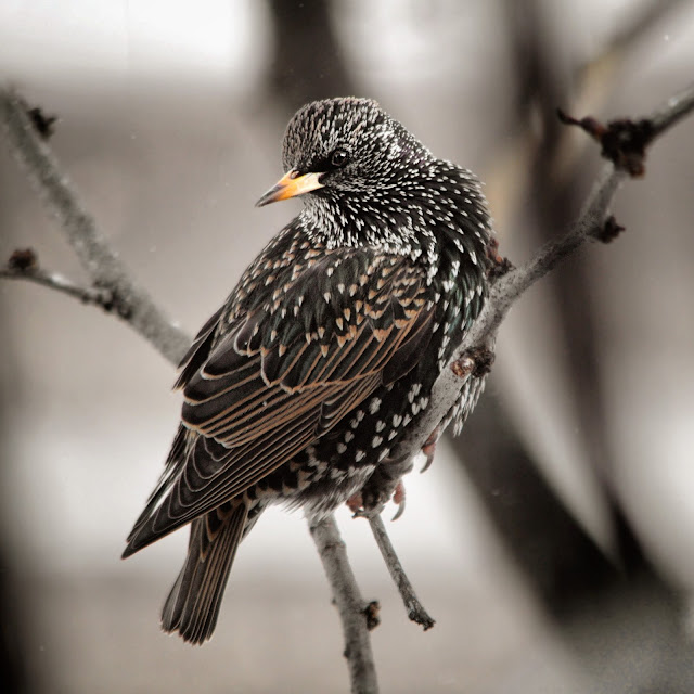 My Little Craft Things: Candy Cane Joy