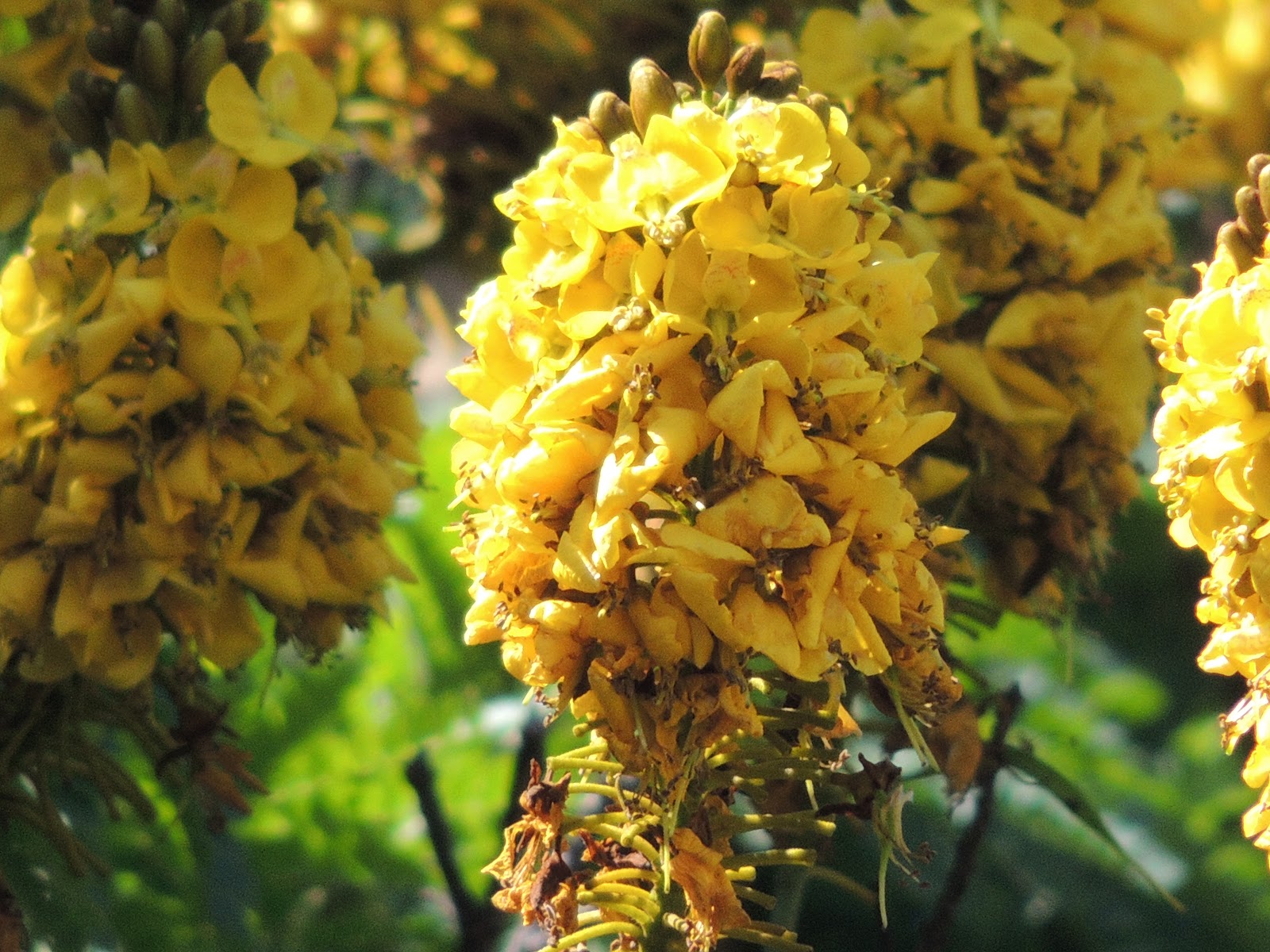 Fabaceae - Leguminosae no Brasil: Fabaceae - Cenostigma pluviosum (DC ...