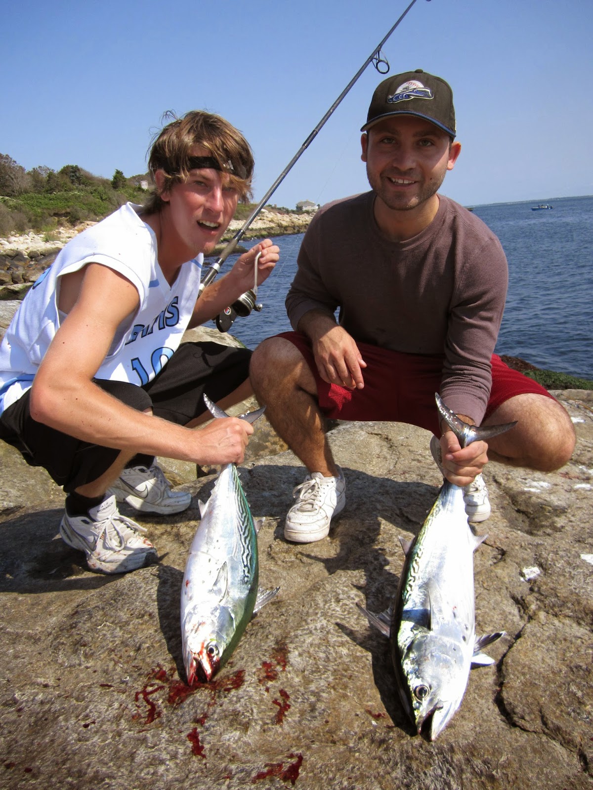 Rhode Island Striped Bass: The Albie Hype