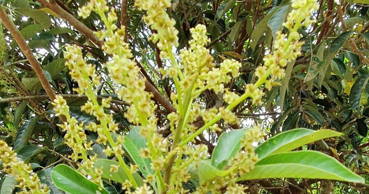 Warisan Petani: Bunga Pulasan