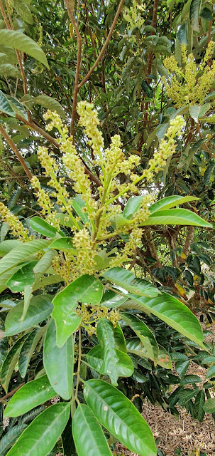 Warisan Petani: Bunga Pulasan