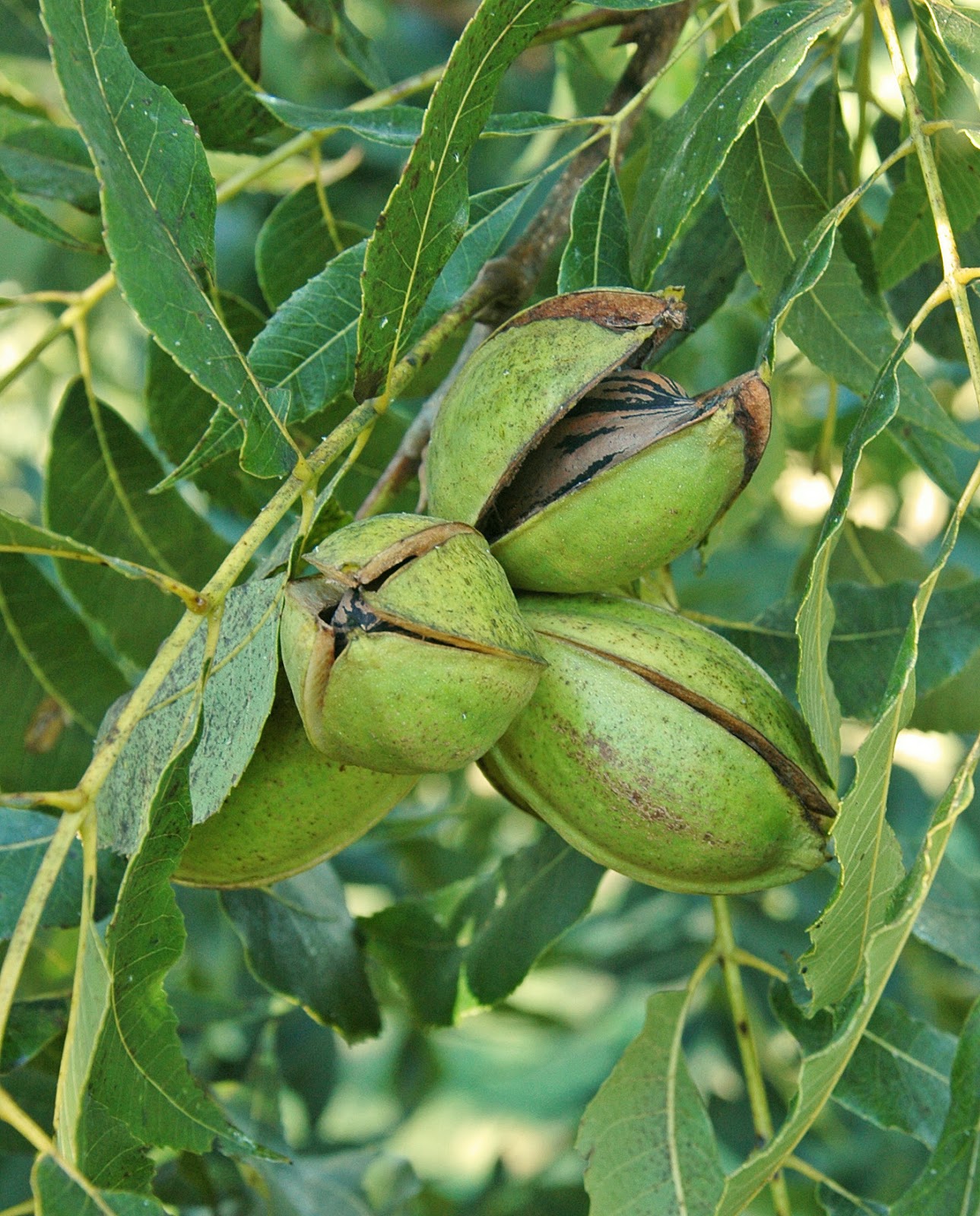 Northern Pecans: 2018