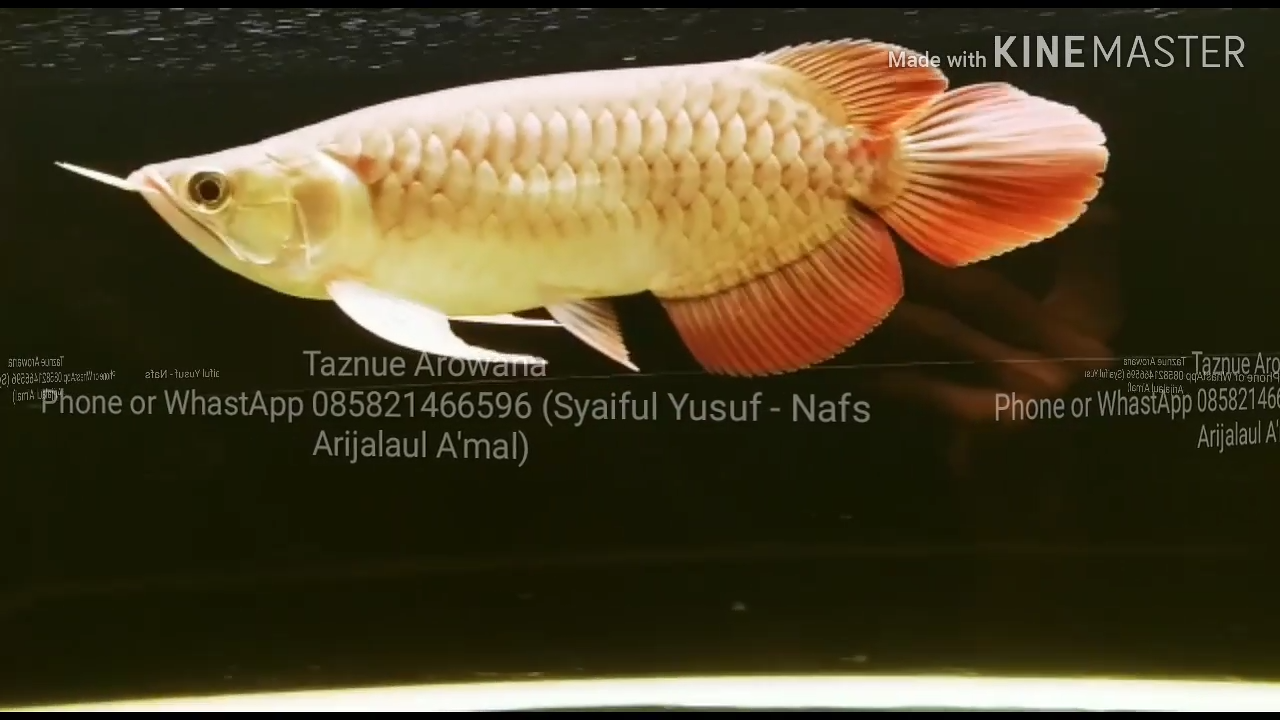 Arwana Kalimantan Barat