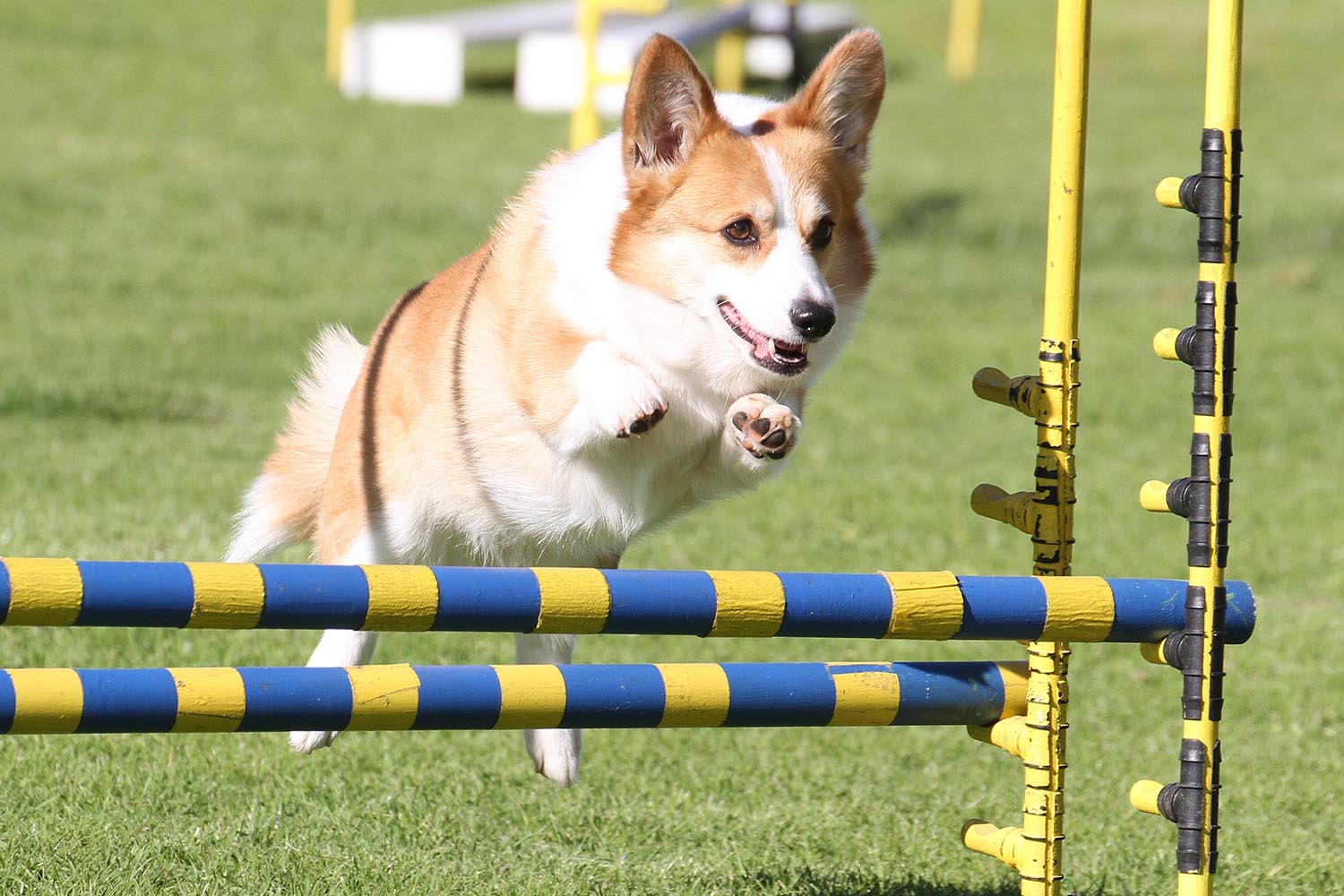 Agility Dog Club Of SA Agility Jumping Trials March 21 Australian agility-dog-club-of-sa-agility-jumping-trials-march-21-australian