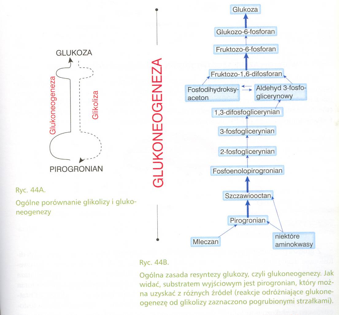 Skok po zdrowie: Zapotrzebowanie organizmu człowieka na dane składniki ...