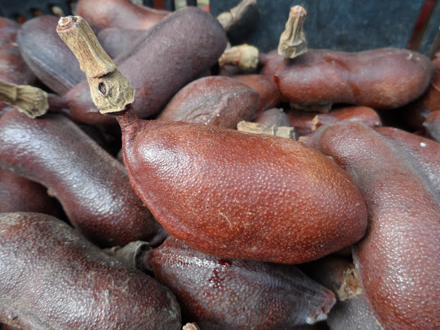 Jatobá (Hymenaea stigonocarpa Mart. ex Hayne) | A planta da vez