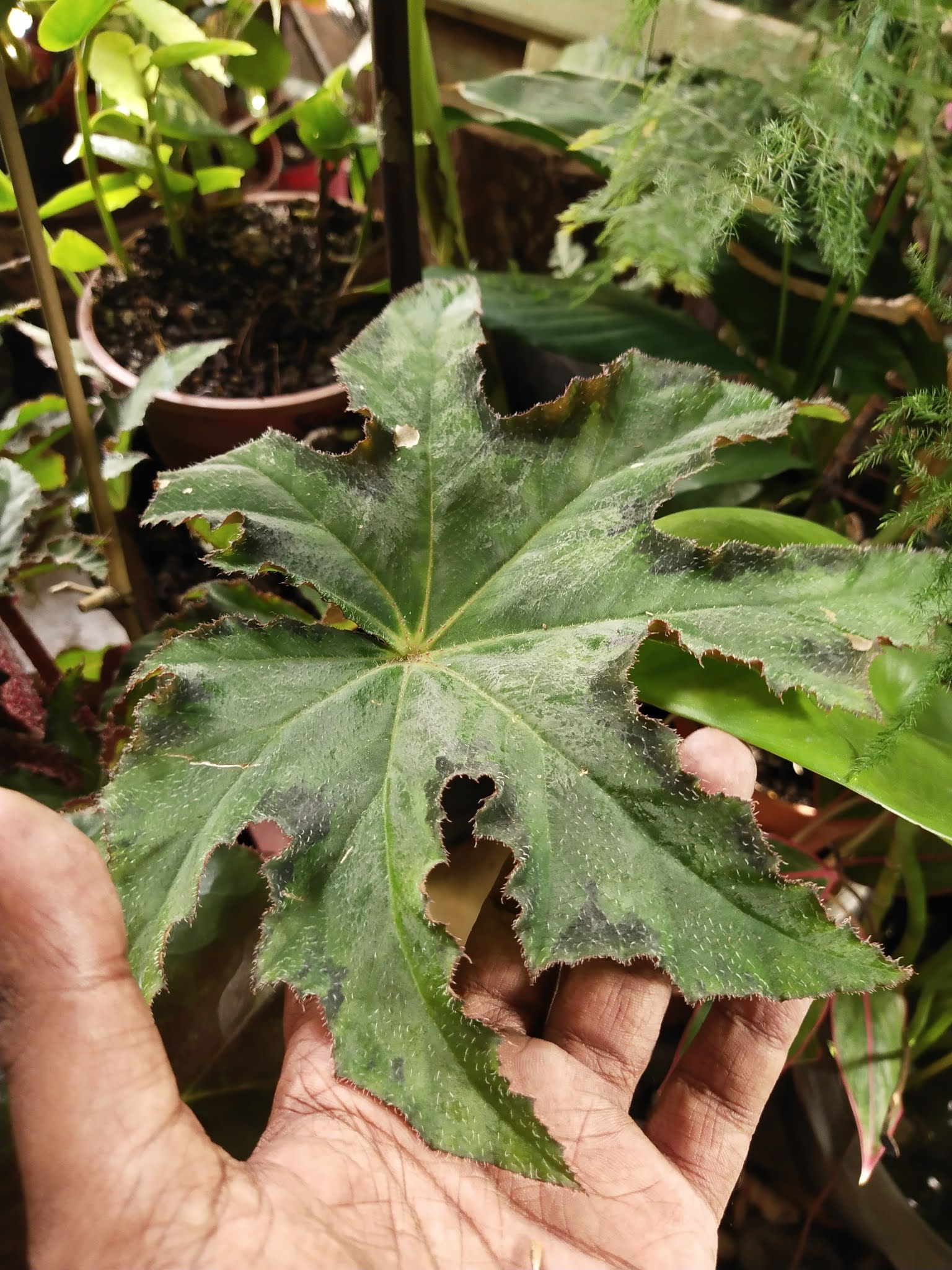 Garden Chronicles of James David: Star Begonia / Begonia heracleifolia ...