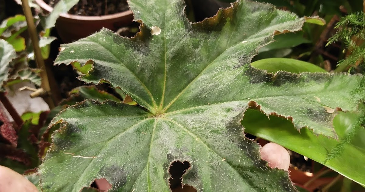 Garden Chronicles of James David: Star Begonia / Begonia heracleifolia ...