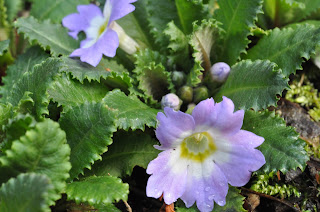 Alpine Garden Society Victorian Group: Primula's for Australian Conditions.