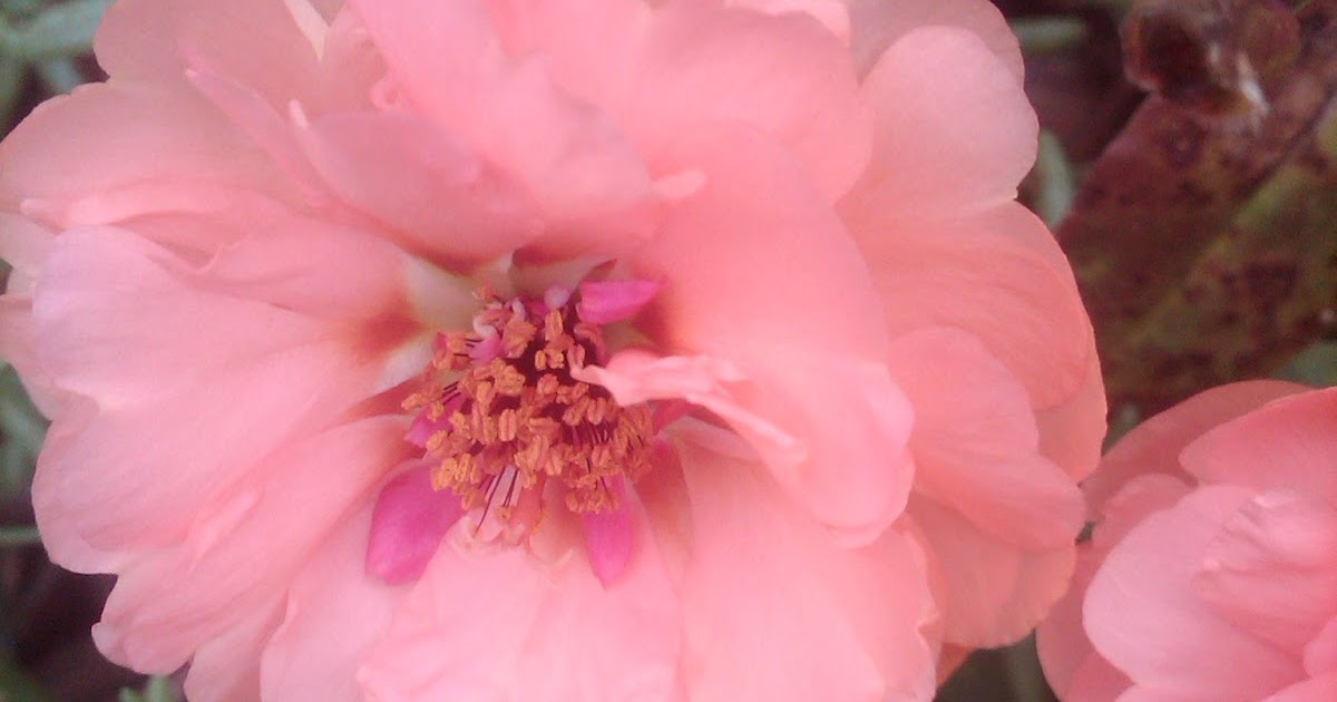 Annie's Gardening Corner: The Time Flower