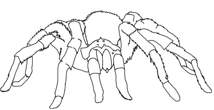 Huge Collection of Spider Coloring Page - Yuk Sebar