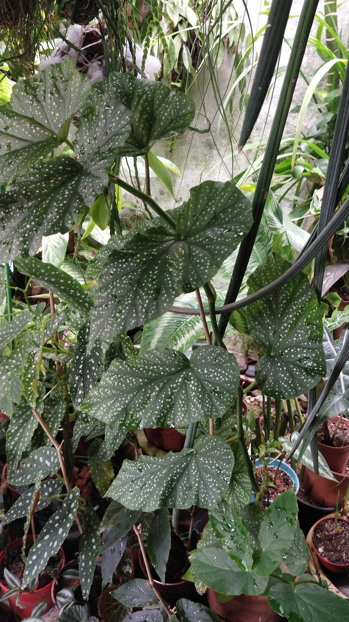 Garden Chronicles of James David: Begonia 'Corallina de Lucerna'