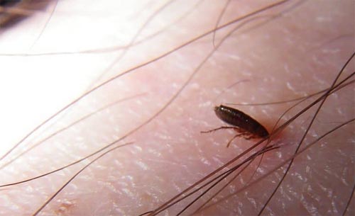 Pinjal Tikus, Serangga di Balik Wabah Black Death | RE Tawon