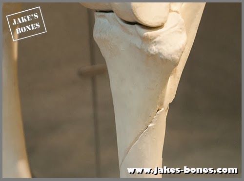 The Kelvingrove Museum (and my 300th post !) : Jake's Bones