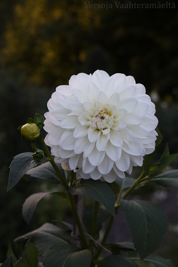 Versoja Vaahteramäeltä : Täydelliset daaliat