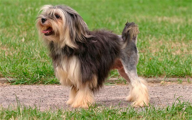 10 RACES DE CHIENS RARES QUE VOUS N'AVEZ JAMAIS ENTENDUES - optima4u