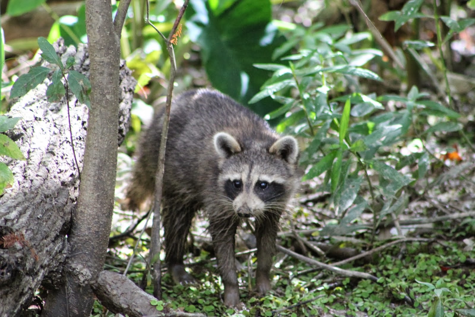 Here and There: LIFE ON THE BAYOU